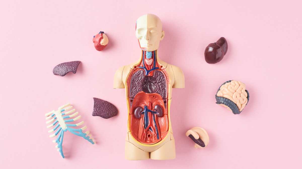 L'anatomia del corpo umano e la terminologia scientifica corretta