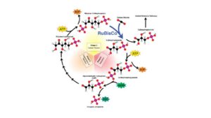 Cos'è il ciclo di Calvin e che ruolo ha nella fotosintesi clorofilliana